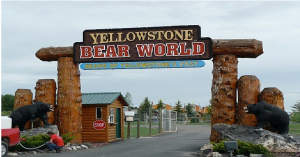 Yellowstone Bear World: 8 Tips to Know Before You Go - Pinching Your ...